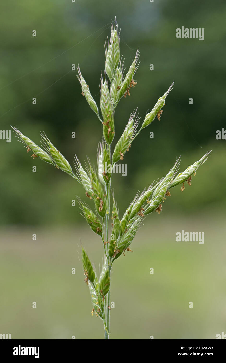 Soft brome, Bromus mollis, flowering spike with anthers exposed ...