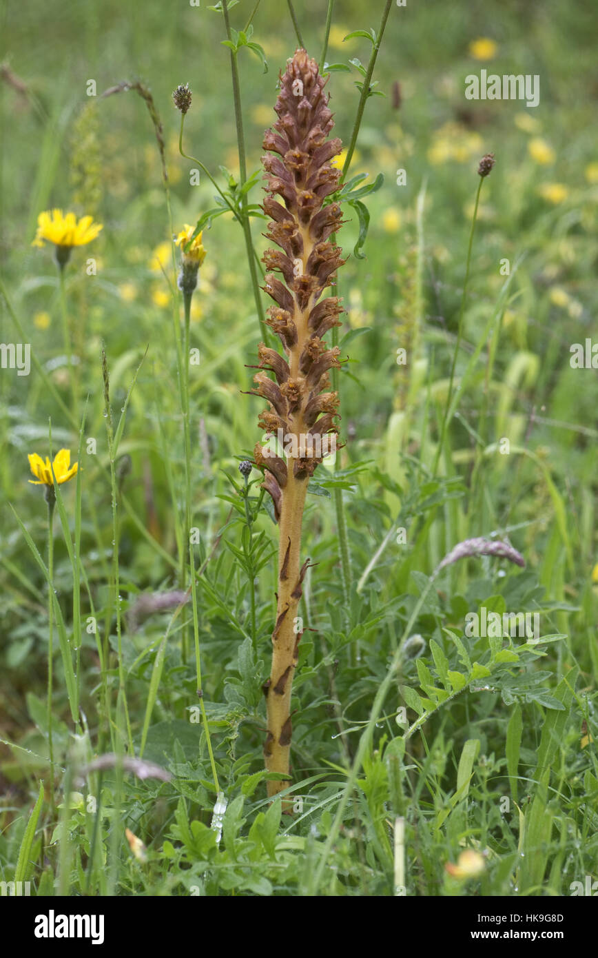 Knapweed broomrape, Orobanche elatior, flower spike almost over in a ...