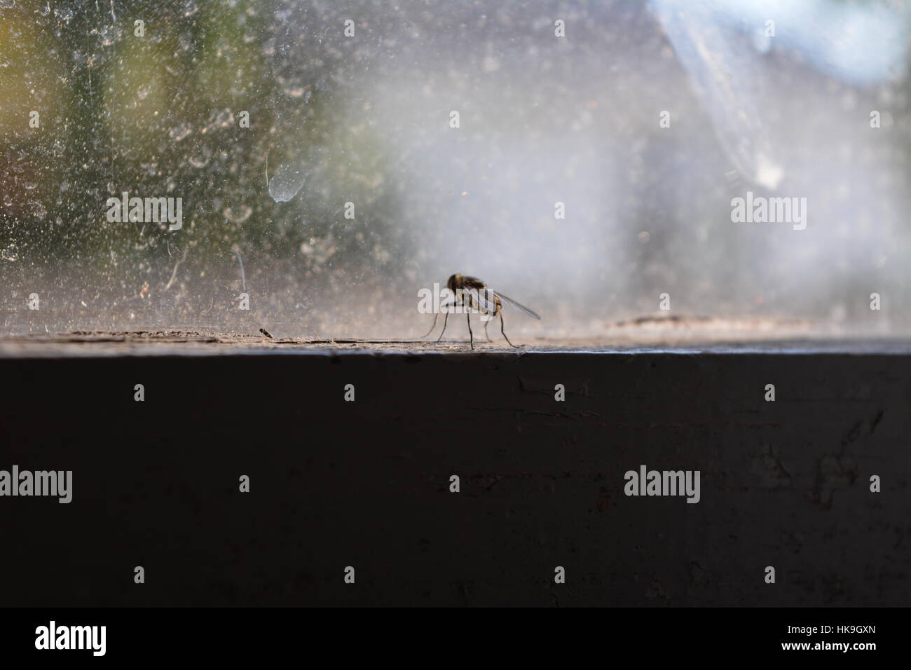 A fly looking out a window Stock Photo - Alamy