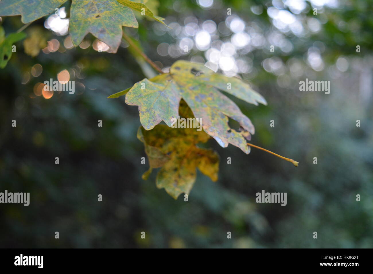 Maple leaf, Cornwall, England Stock Photo - Alamy