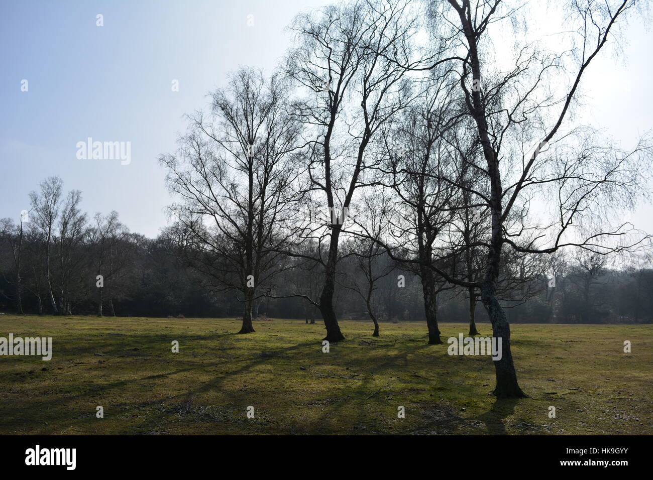 Forest genetics hi-res stock photography and images - Alamy