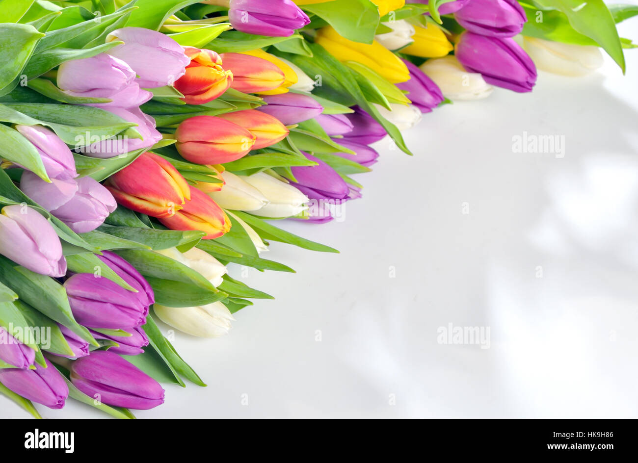 Tulips frame on white background Stock Photo - Alamy