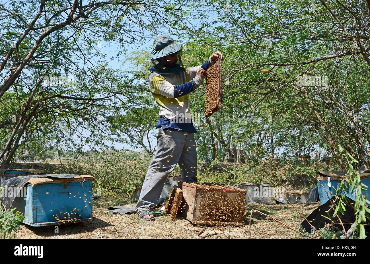 Honey bee cultivation Stock Photo - Alamy
