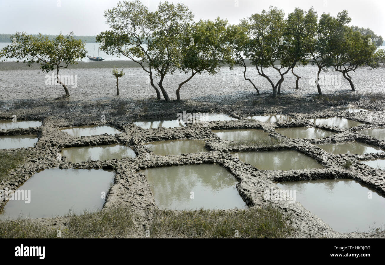 Sundarban mangrove forest water basket india asia nature natural ...
