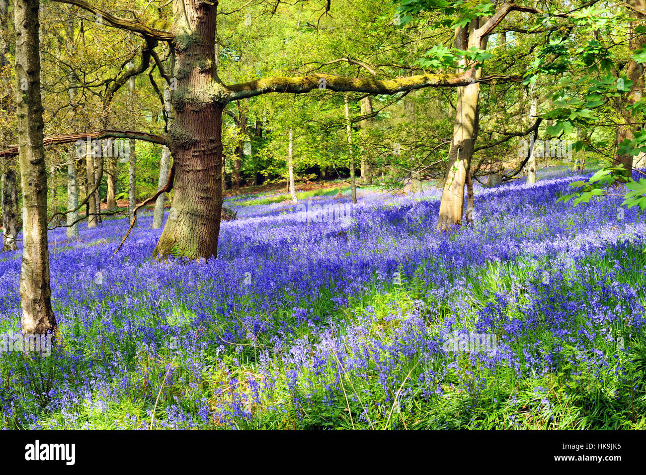 Bluebell carpet hi-res stock photography and images - Alamy