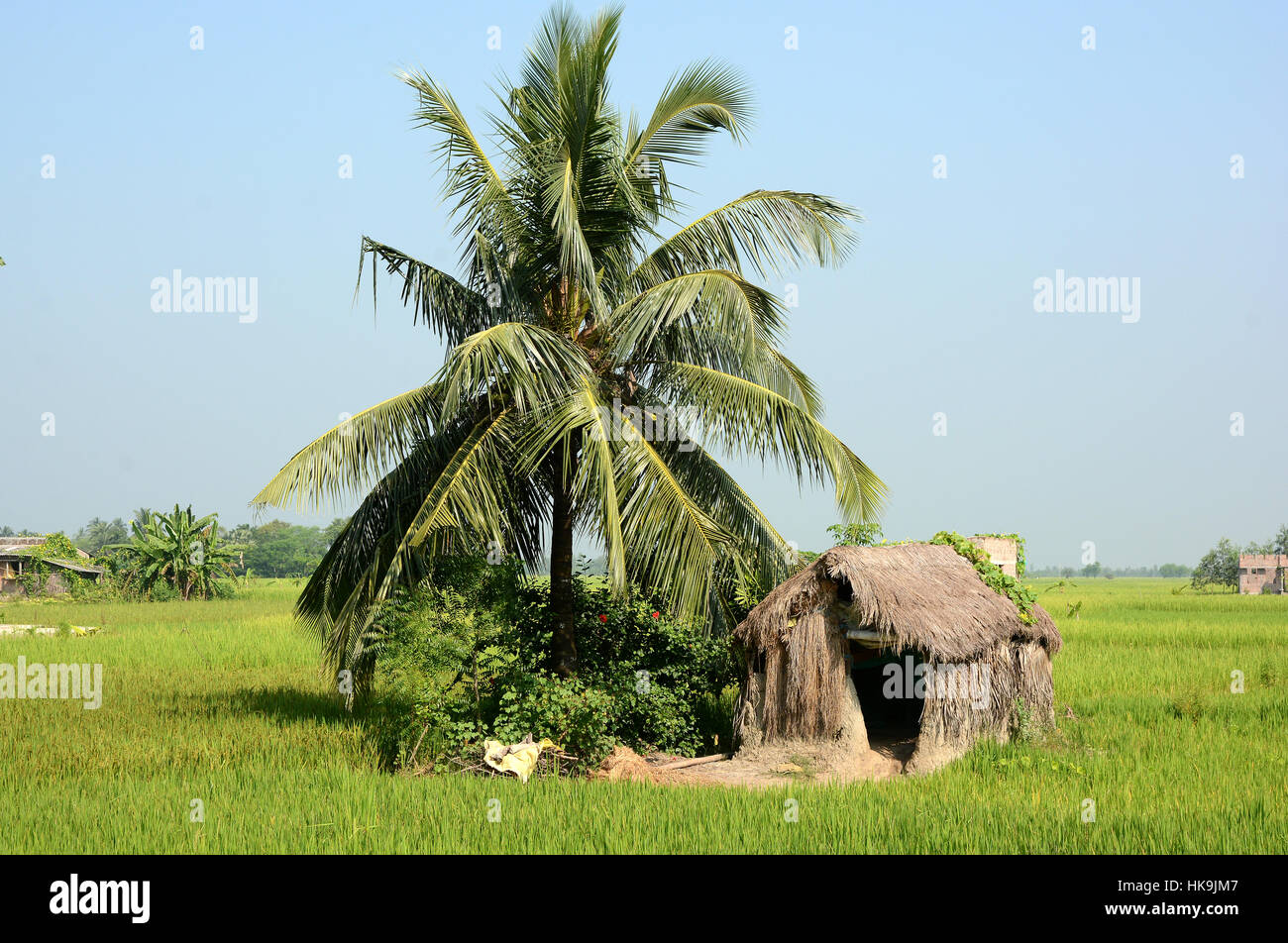 The green Paddy field and the traditional rural hut with coconut tree ...