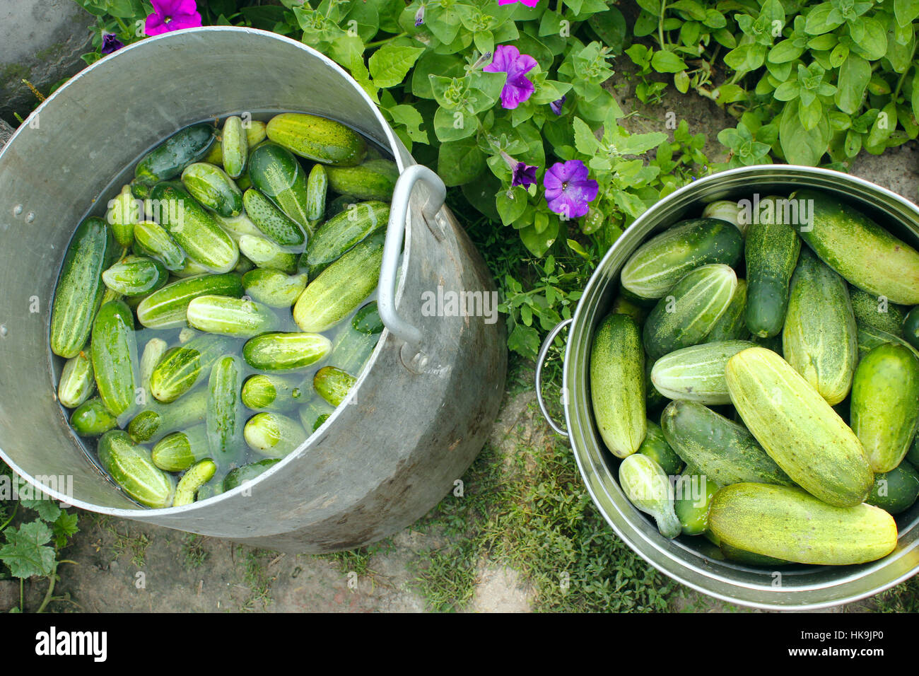 Cucumber pickle process hi-res stock photography and images - Alamy