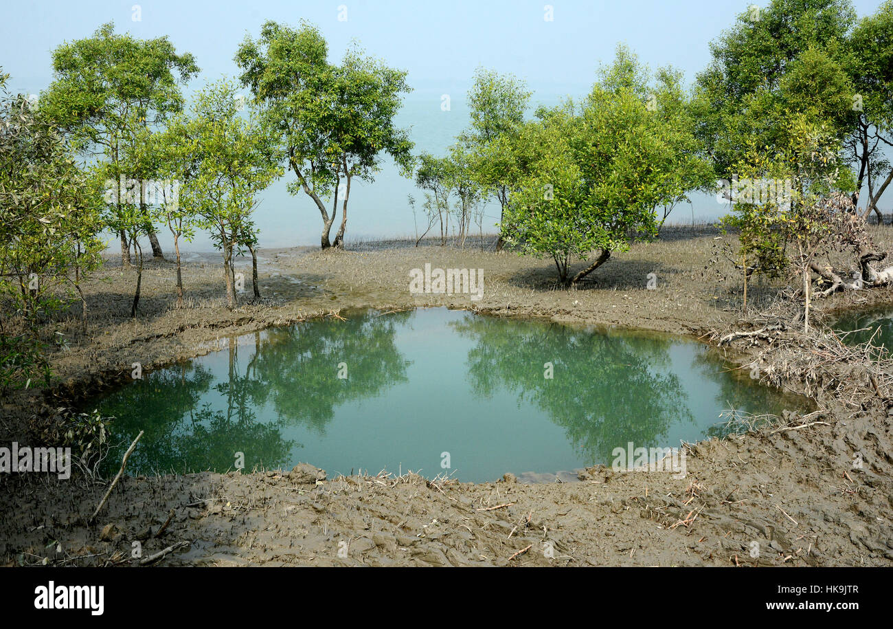Largest forest sundarban asia india mangroves river nature rural area ...