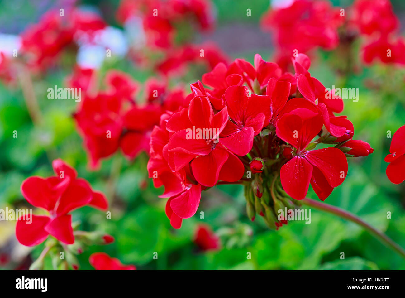 Red geraniums in a summer garden Stock Photo - Alamy