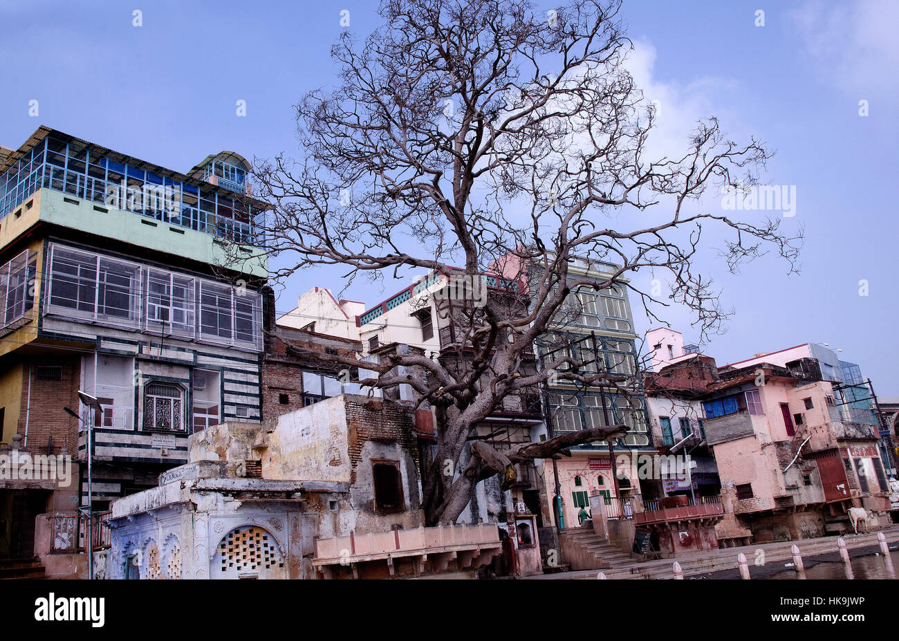 Mathura big dry tree residential place building with tree environment ...