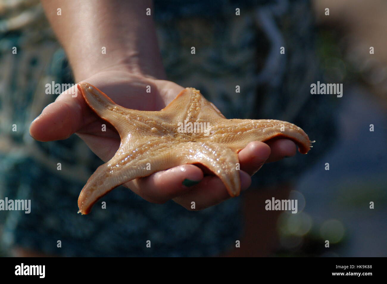 Tube feet starfish hi-res stock photography and images - Alamy