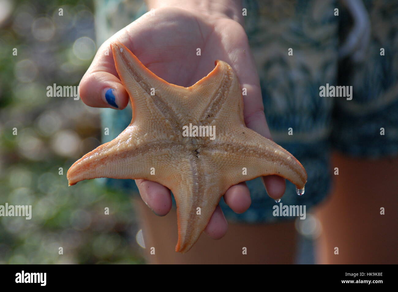 Tube feet starfish hi-res stock photography and images - Alamy