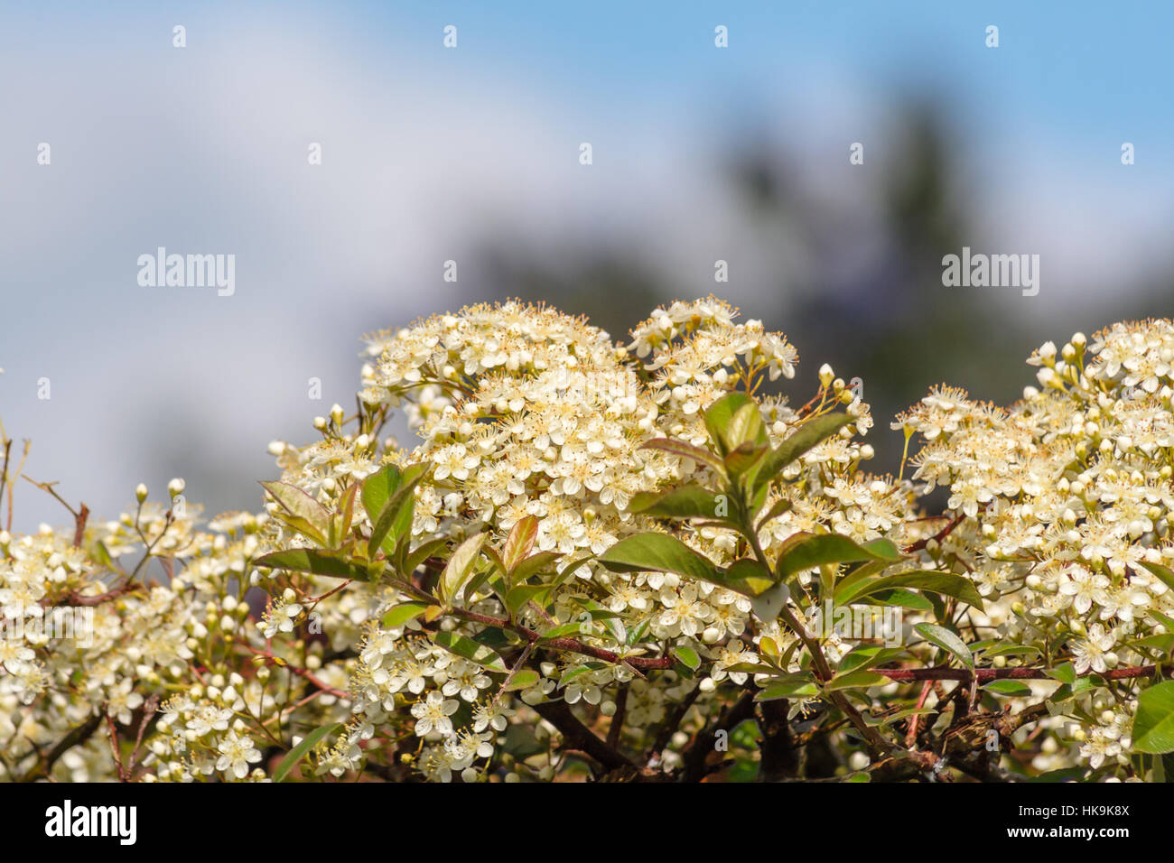 Pyracantha shrub hi-res stock photography and images - Alamy