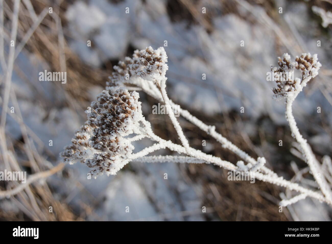 grass with ice crystals Stock Photo - Alamy