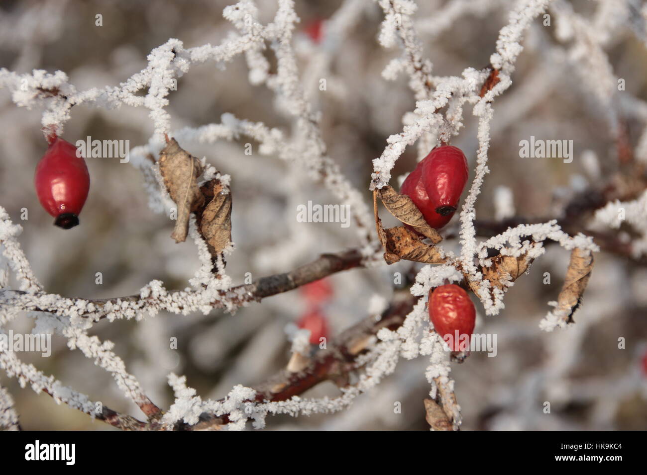 Rose hip in winter Stock Photo - Alamy
