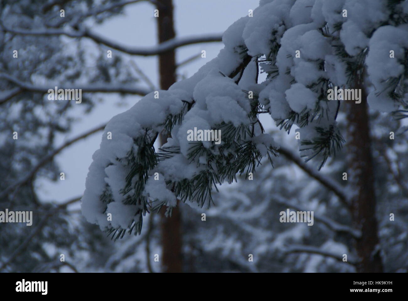Pine tree full of snow in a forest . Branches full of snow Stock Photo ...