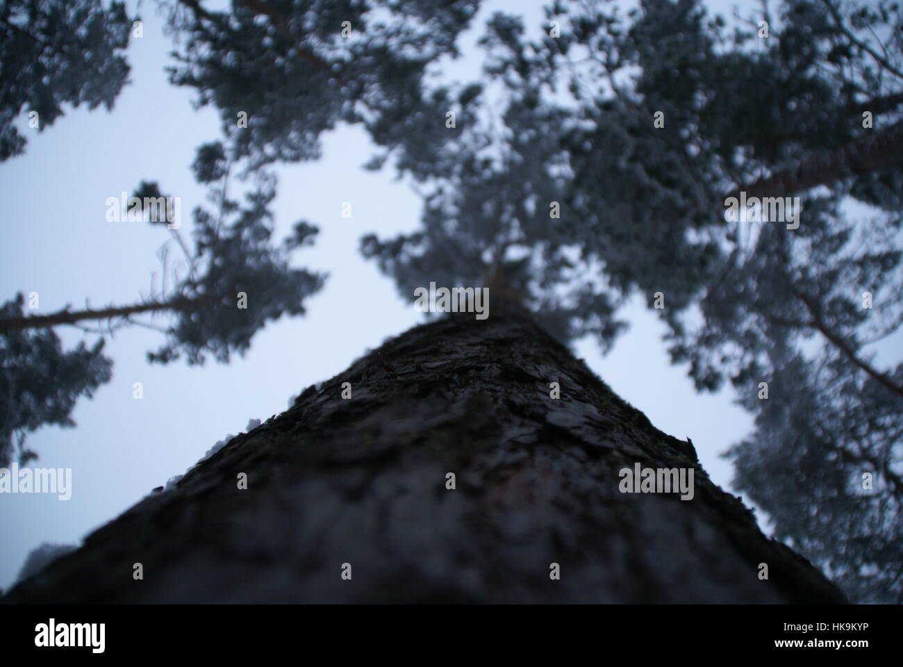 Pine tree full of snow in a forest . Branches full of snow Stock Photo ...