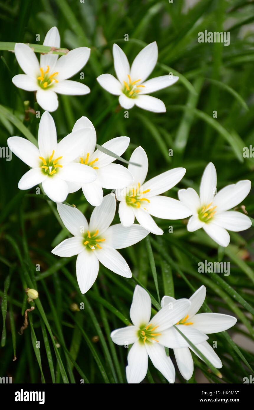 Lilly plant hi-res stock photography and images - Alamy