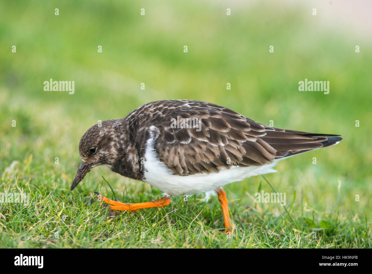 Turnstone in Winter Stock Photo - Alamy