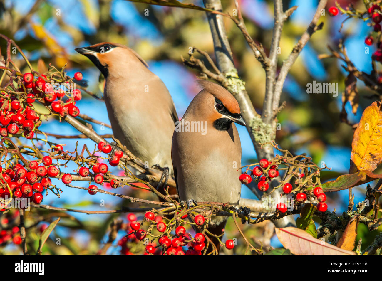 Waxwings eating berries Stock Photo - Alamy