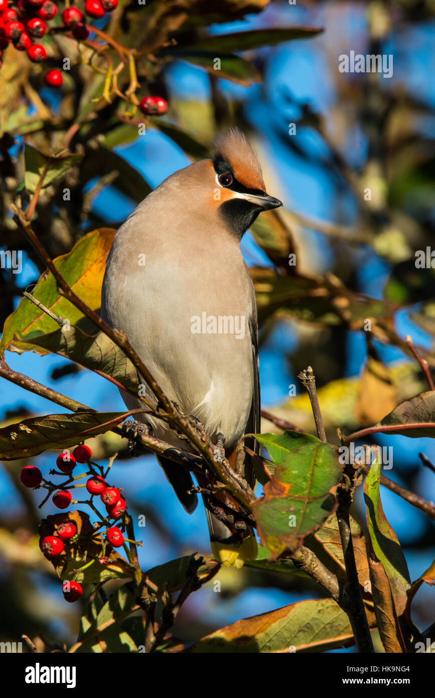 Waxwings birds songbirds bird hi-res stock photography and images - Alamy
