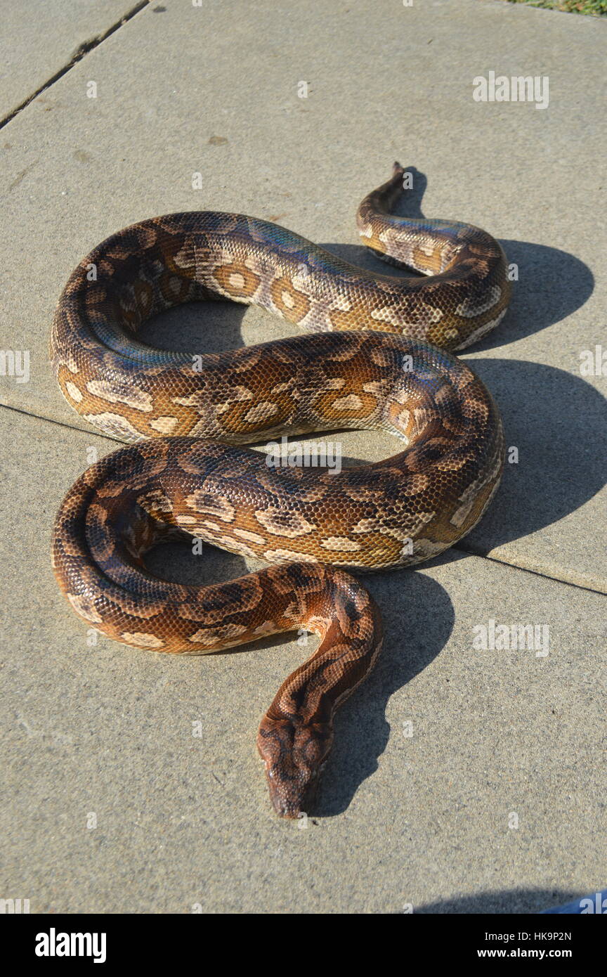 Ground boa snake hi-res stock photography and images - Alamy