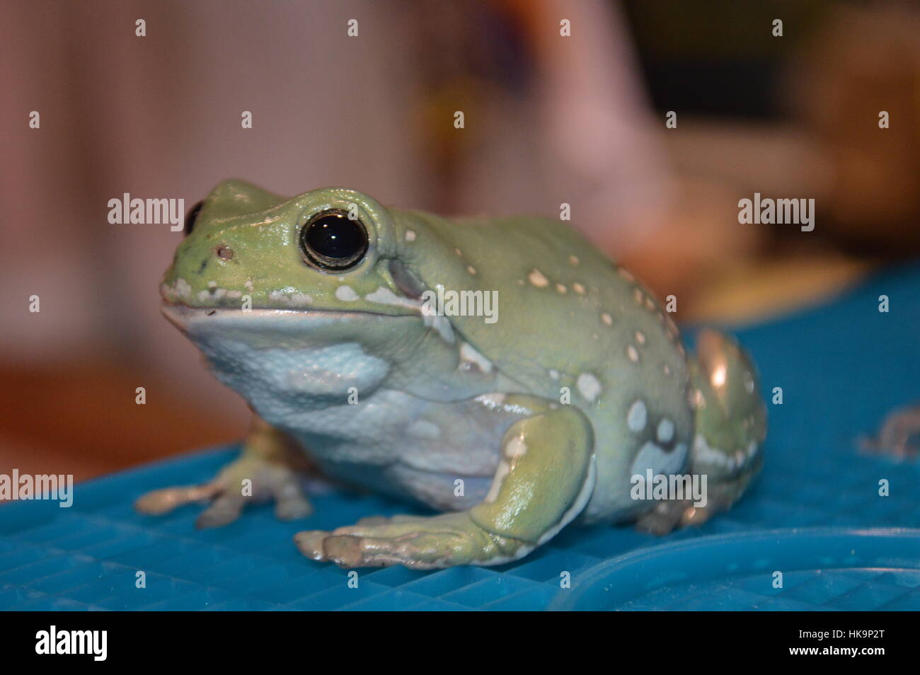 Whites tree frog hi-res stock photography and images - Alamy