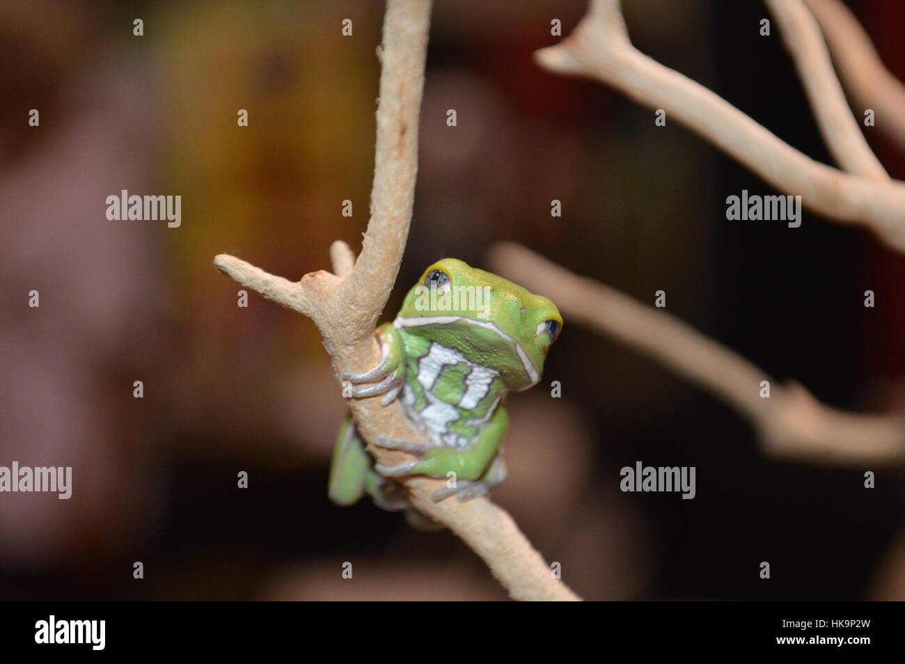 Waxy Monkey Tree Frog Stock Photo - Alamy
