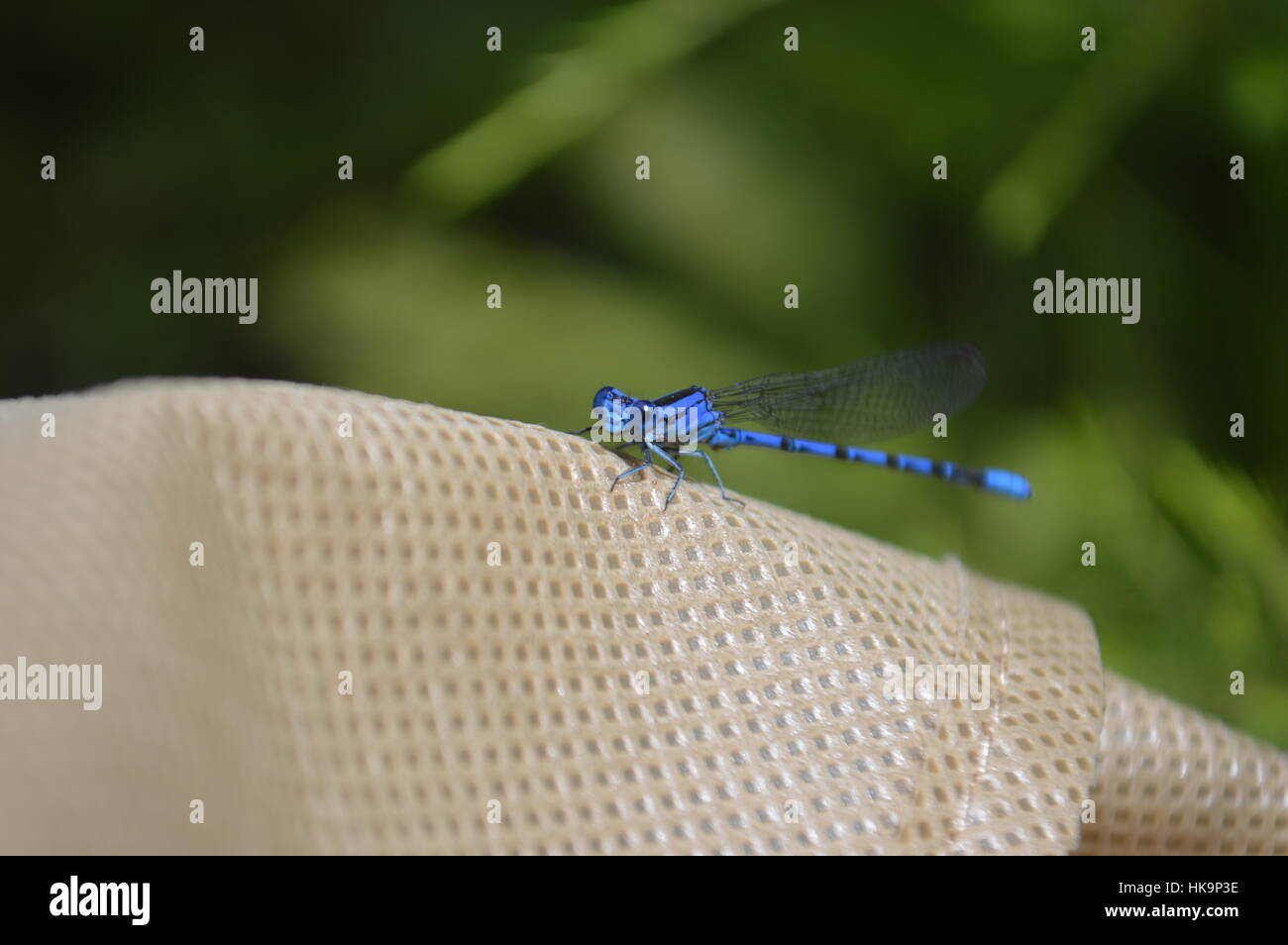 Blue Damsel Fly Stock Photo - Alamy