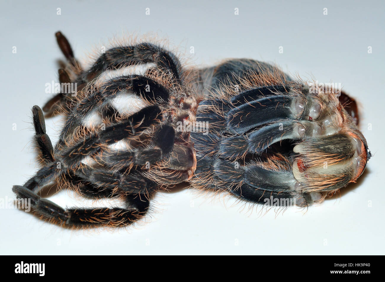 Honduran Curly Hair Tarantula (Tliltocatl albopilosus) Shedding its ...