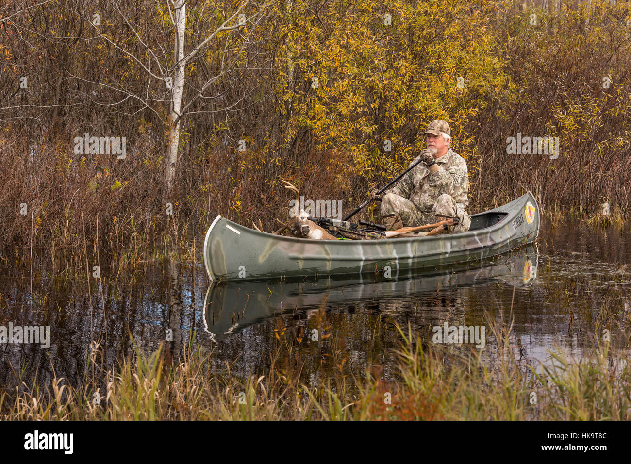 Successful bowhunter returning, in a canoe, with his 8-point buck Stock ...