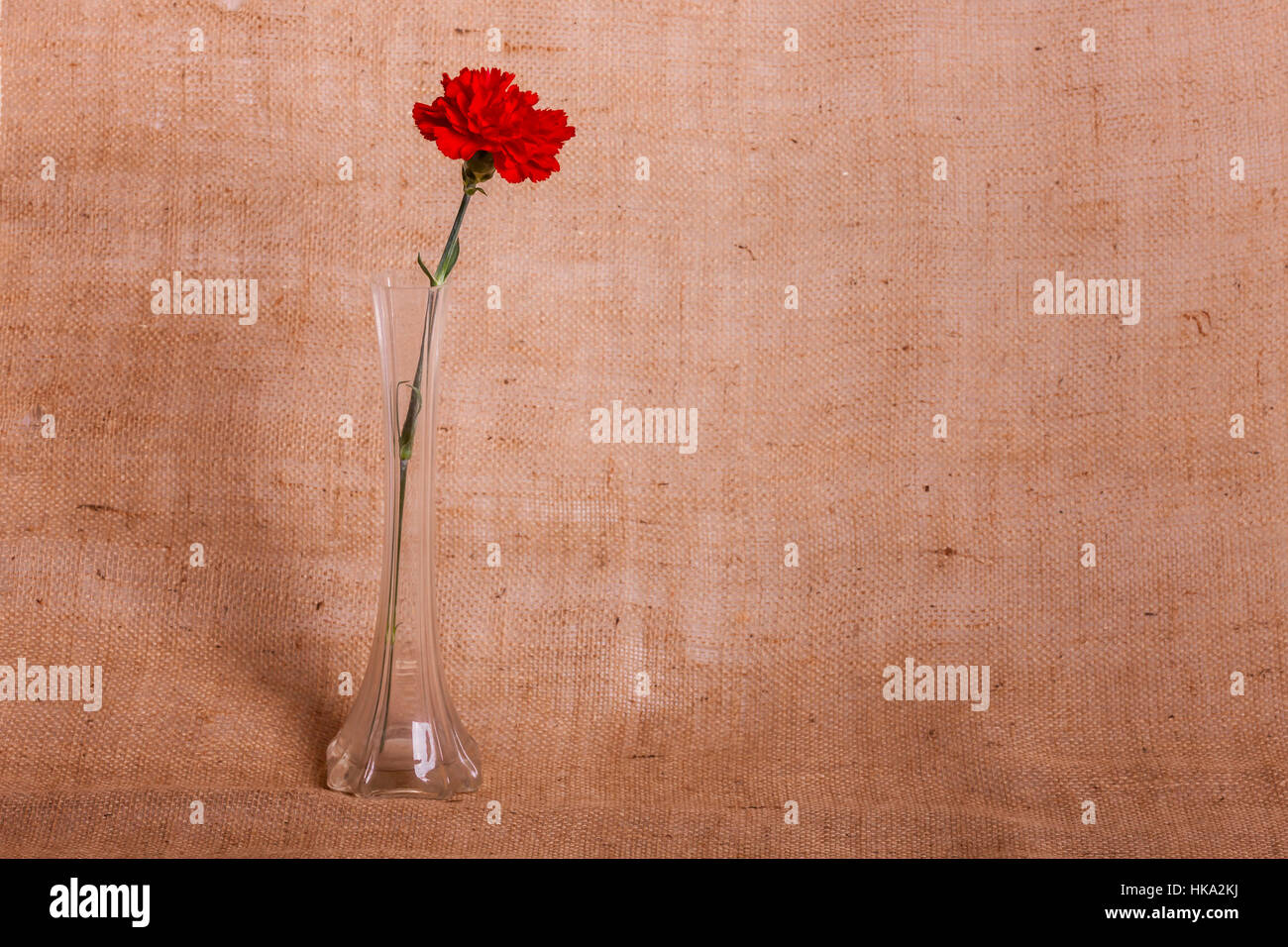 Single stem Red Carnation. Dianthus caryophyllus, in a glass vase Stock ...