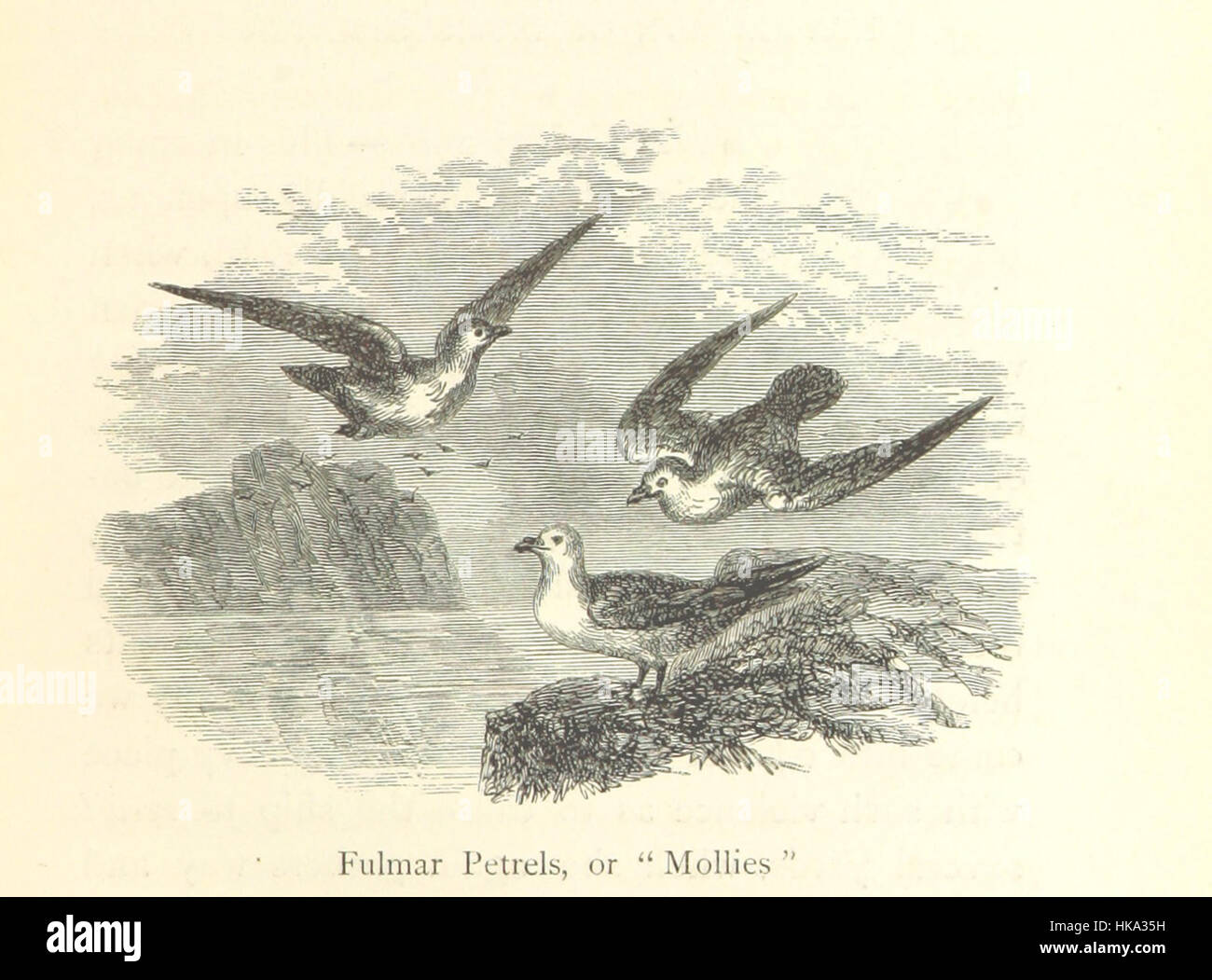 Gulf of boothia hi-res stock photography and images - Alamy