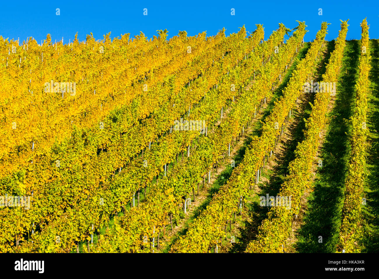 Summer sweet yello hi-res stock photography and images - Alamy