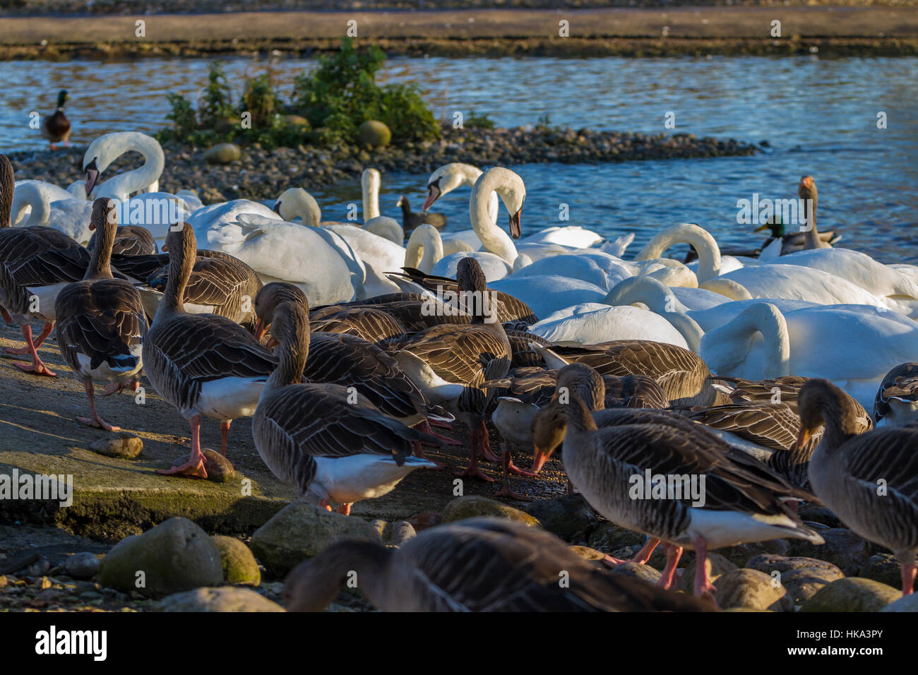 Mute Swan and Greylag Geese at Slimbridge Stock Photo - Alamy