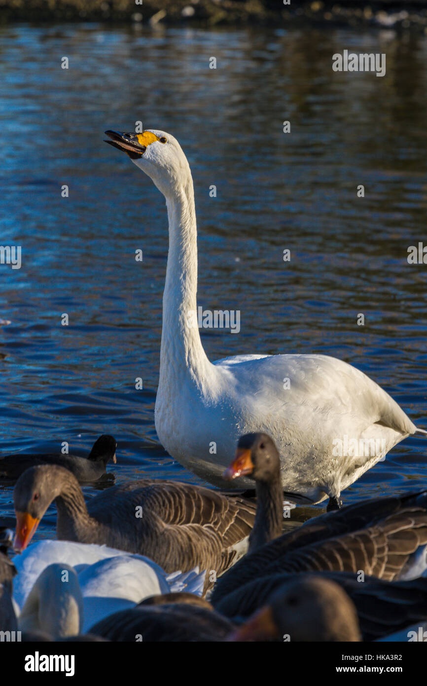 Bewick Swan at Slimbridge Stock Photo - Alamy