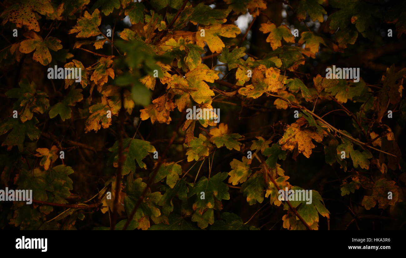 Leaves Falling Off trees And Carmarthen Stock Photo - Alamy