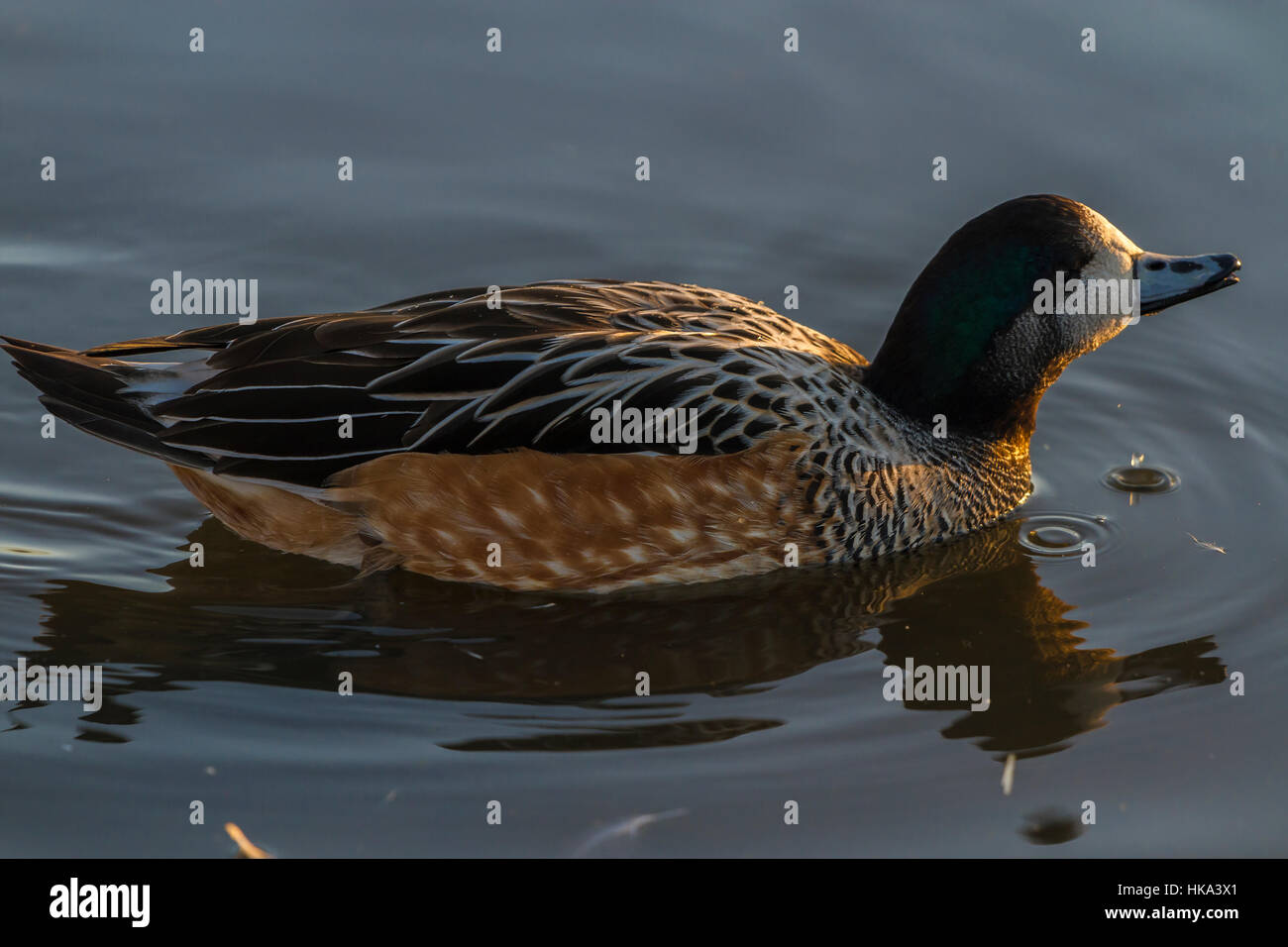 Widgeon England High Resolution Stock Photography and Images - Alamy
