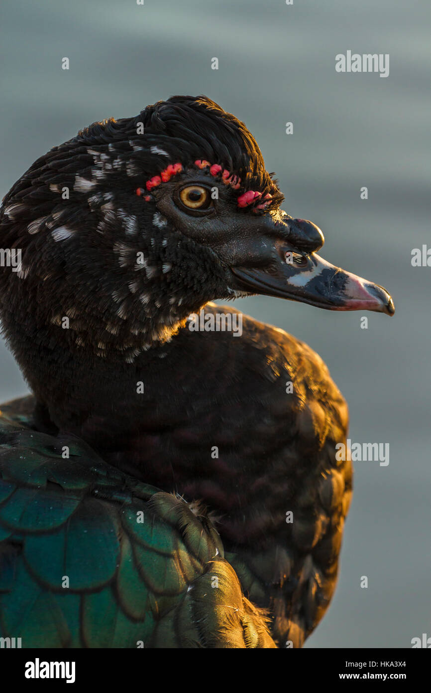 Muscovy Duck at Slimbridge Stock Photo - Alamy