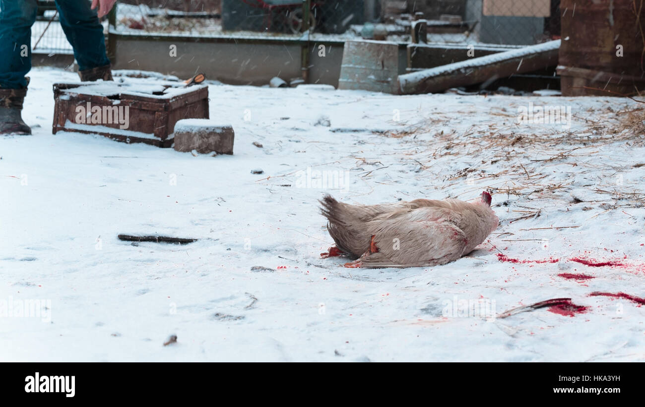 headless carcass of a goose moves on the snow in the winter Stock Photo ...