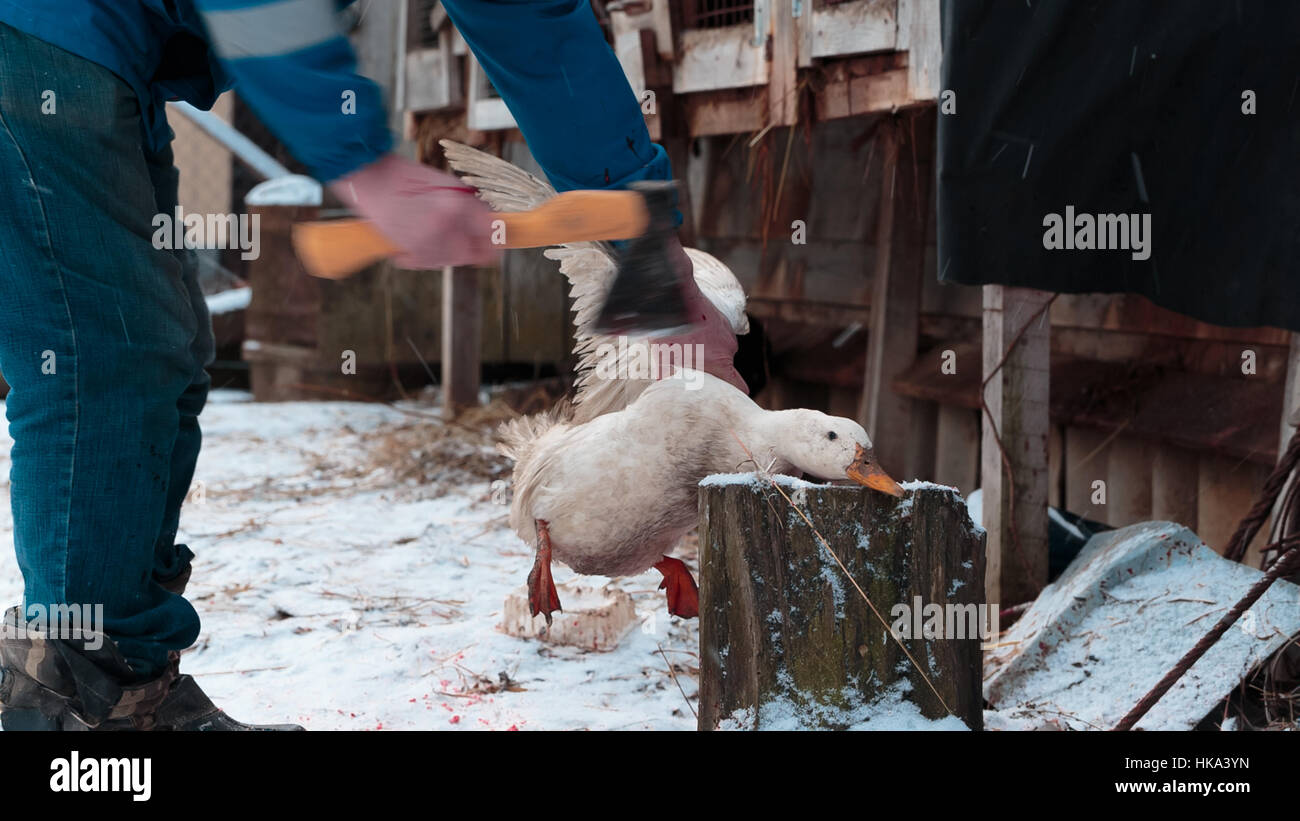 goose head chopped off with an ax Stock Photo - Alamy