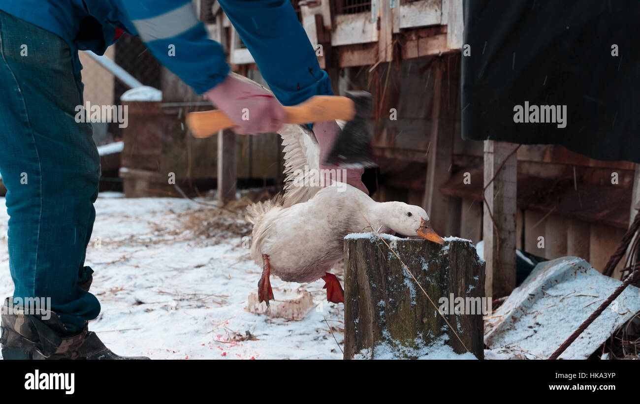 goose head chopped off with an ax Stock Photo - Alamy