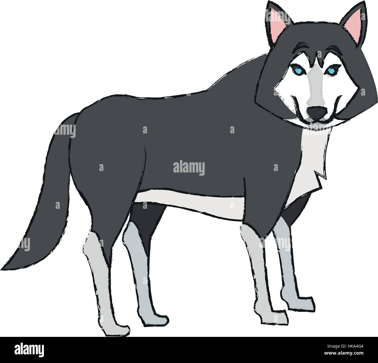 Timber wolf canis lupus portrait Stock Vector Images - Alamy