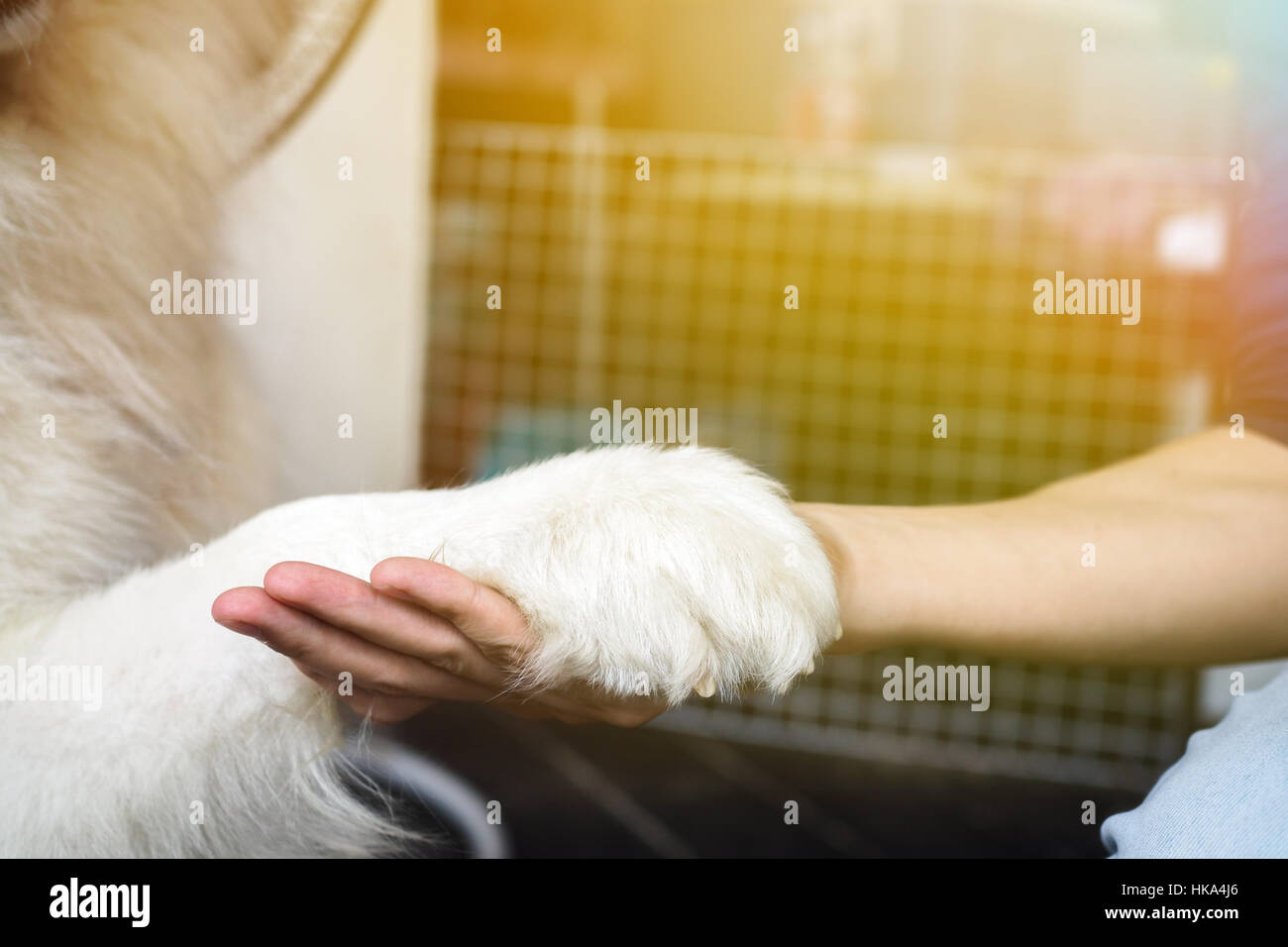 Dog hand shaking with human - friendship and pet training concept Stock ...
