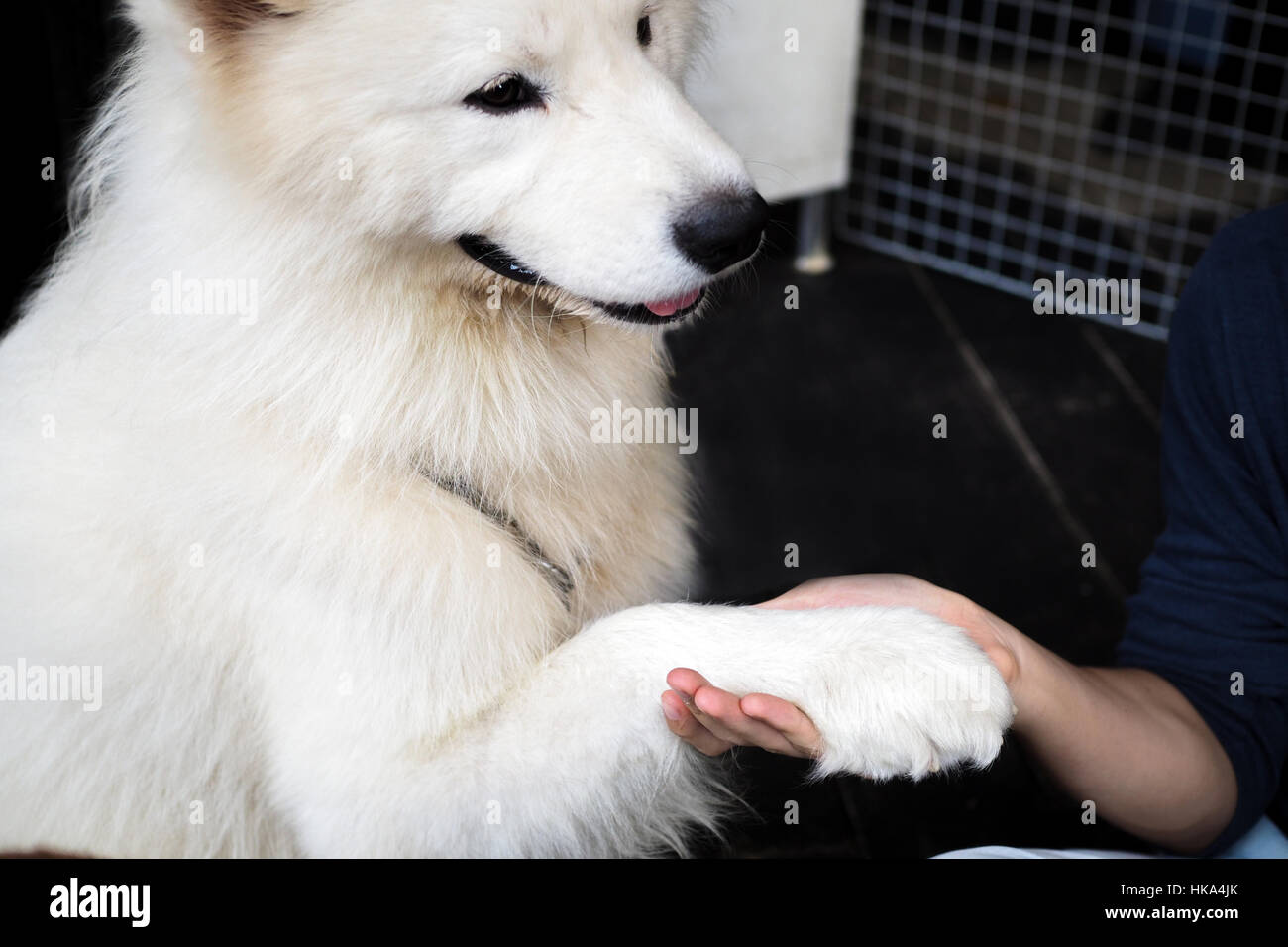 Dog hand shaking with human - friendship and pet training concept Stock ...