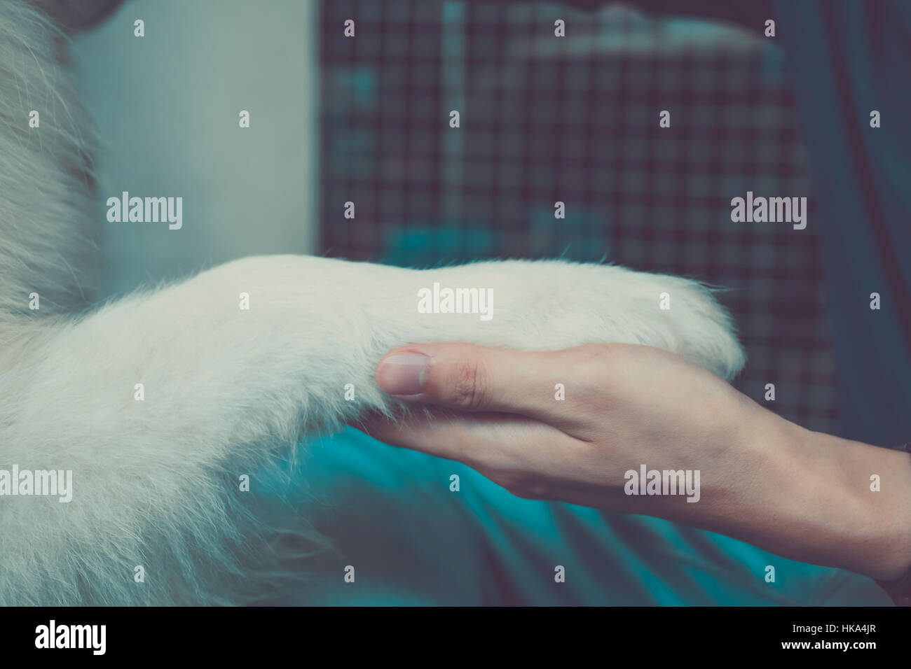 Dog hand shaking with human - friendship and pet training concept Stock ...