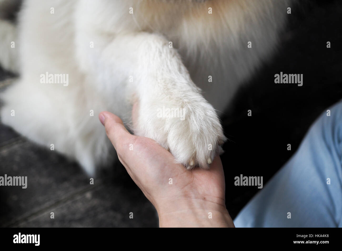 Dog hand shaking with human - friendship and pet training concept Stock ...