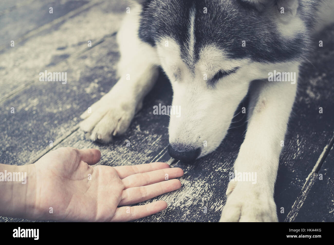 Young Husky Siberian dog sniffing at human hands Stock Photo - Alamy