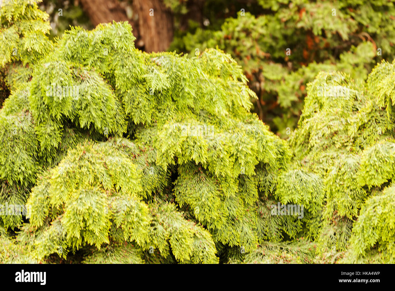 Thuja tree thick branches hi-res stock photography and images - Alamy