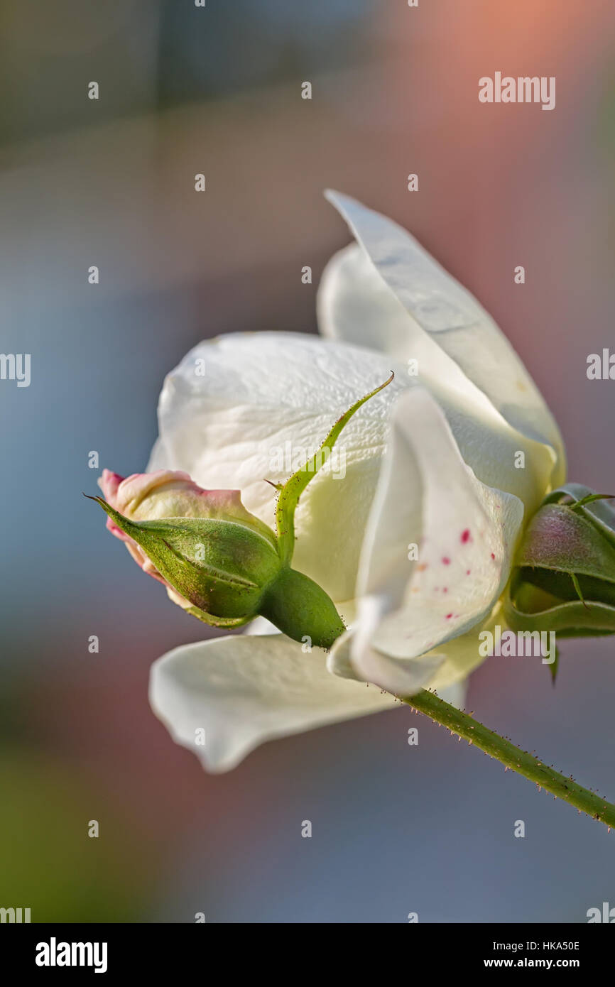Peach colored rose bud with green leaves with de-focused white rose ...